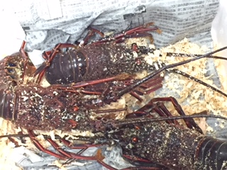生きている伊勢海老 | その他の食小倉朋子の専門分野コラム一覧食育・食文化 | メニュー開発・小倉朋子（フードコンサルタント、テーブルマナー ...